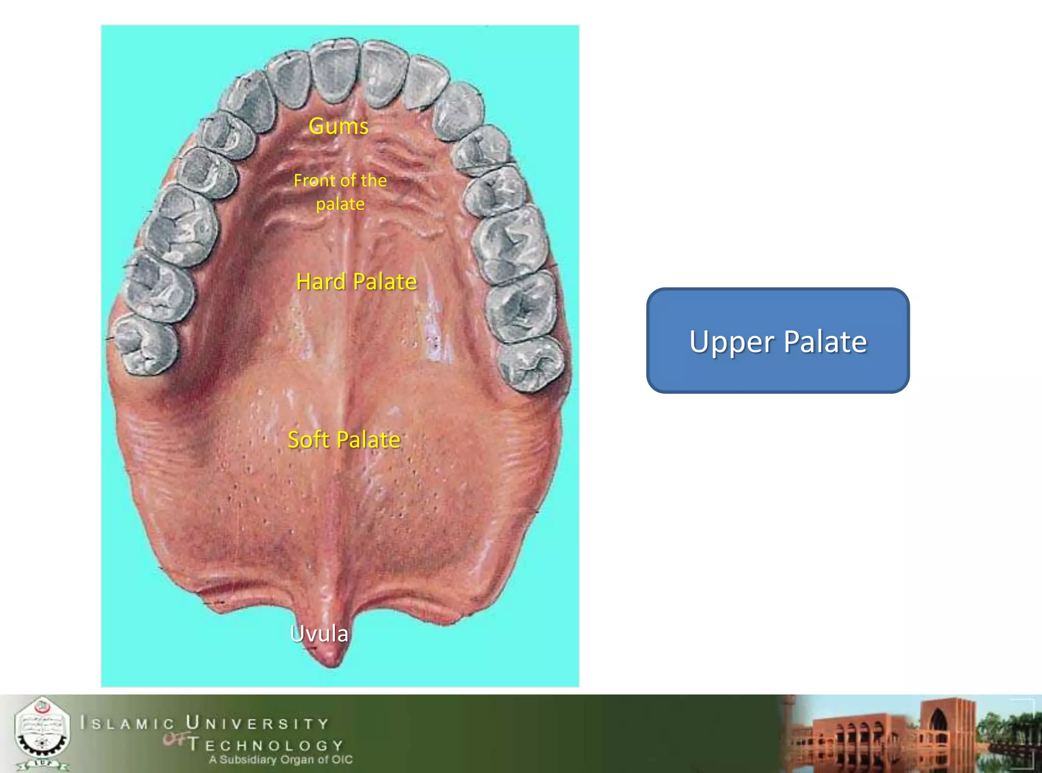 Articulation points of Arabic alphabet | PPTX