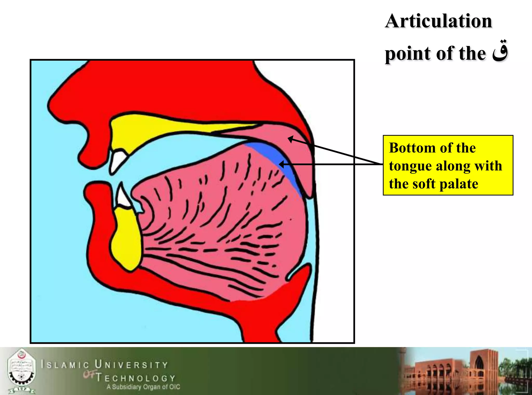 Articulation points of Arabic alphabet | PPTX