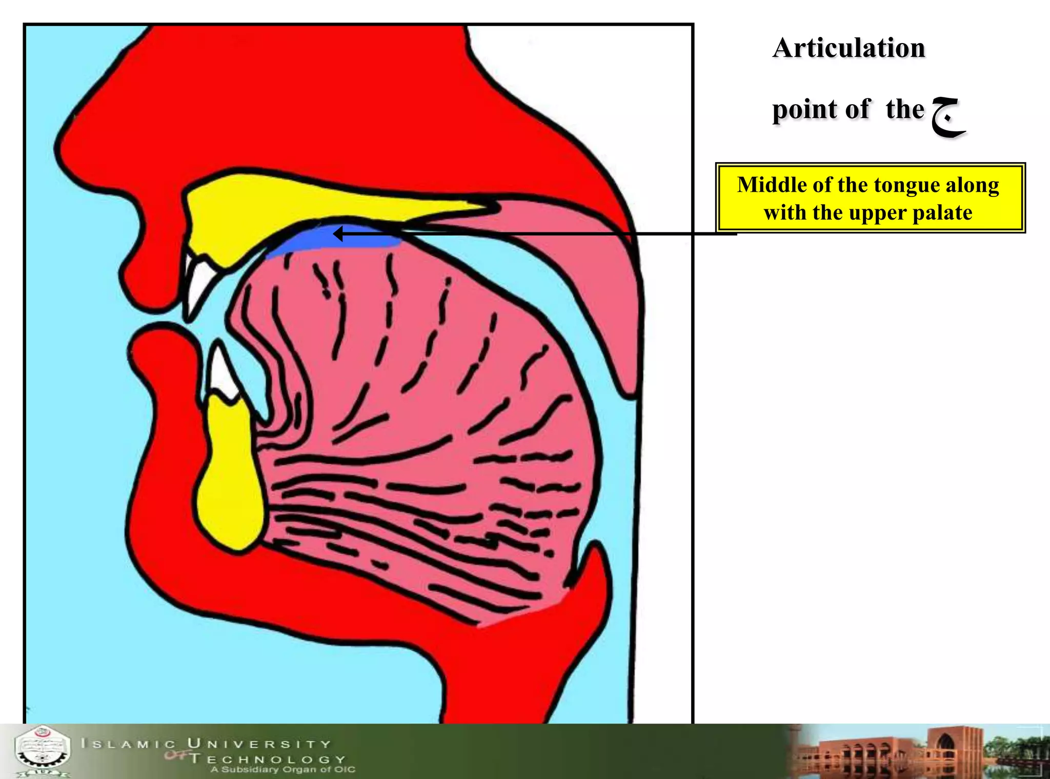 Articulation points of Arabic alphabet | PPTX