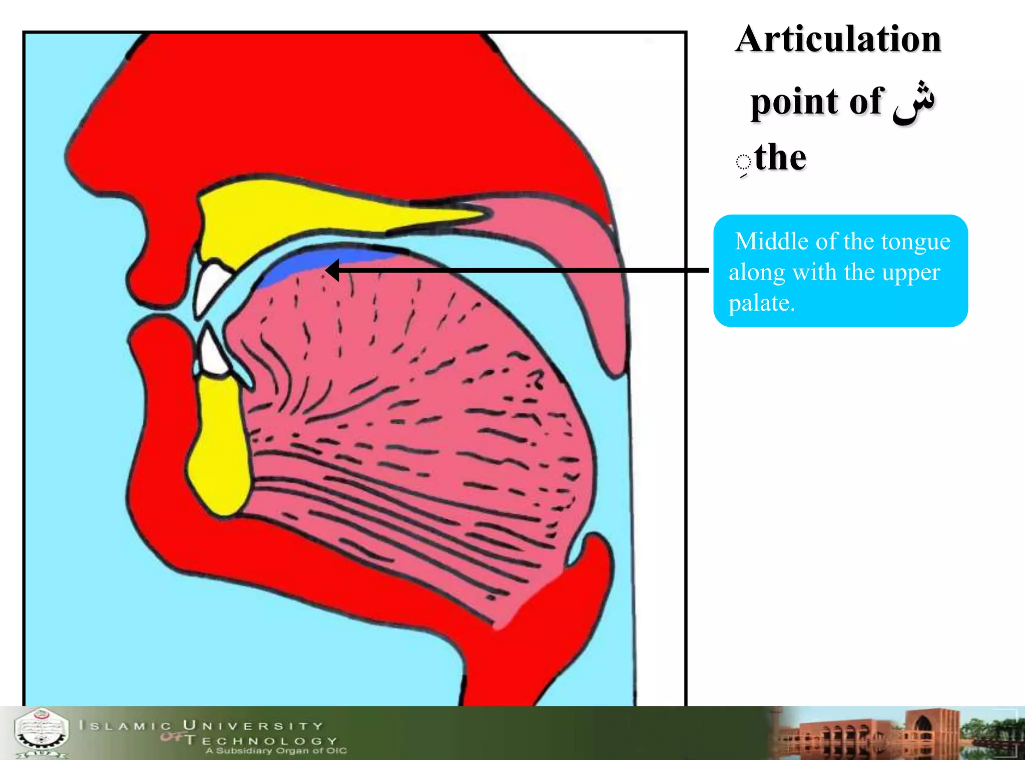 Articulation points of Arabic alphabet | PPTX