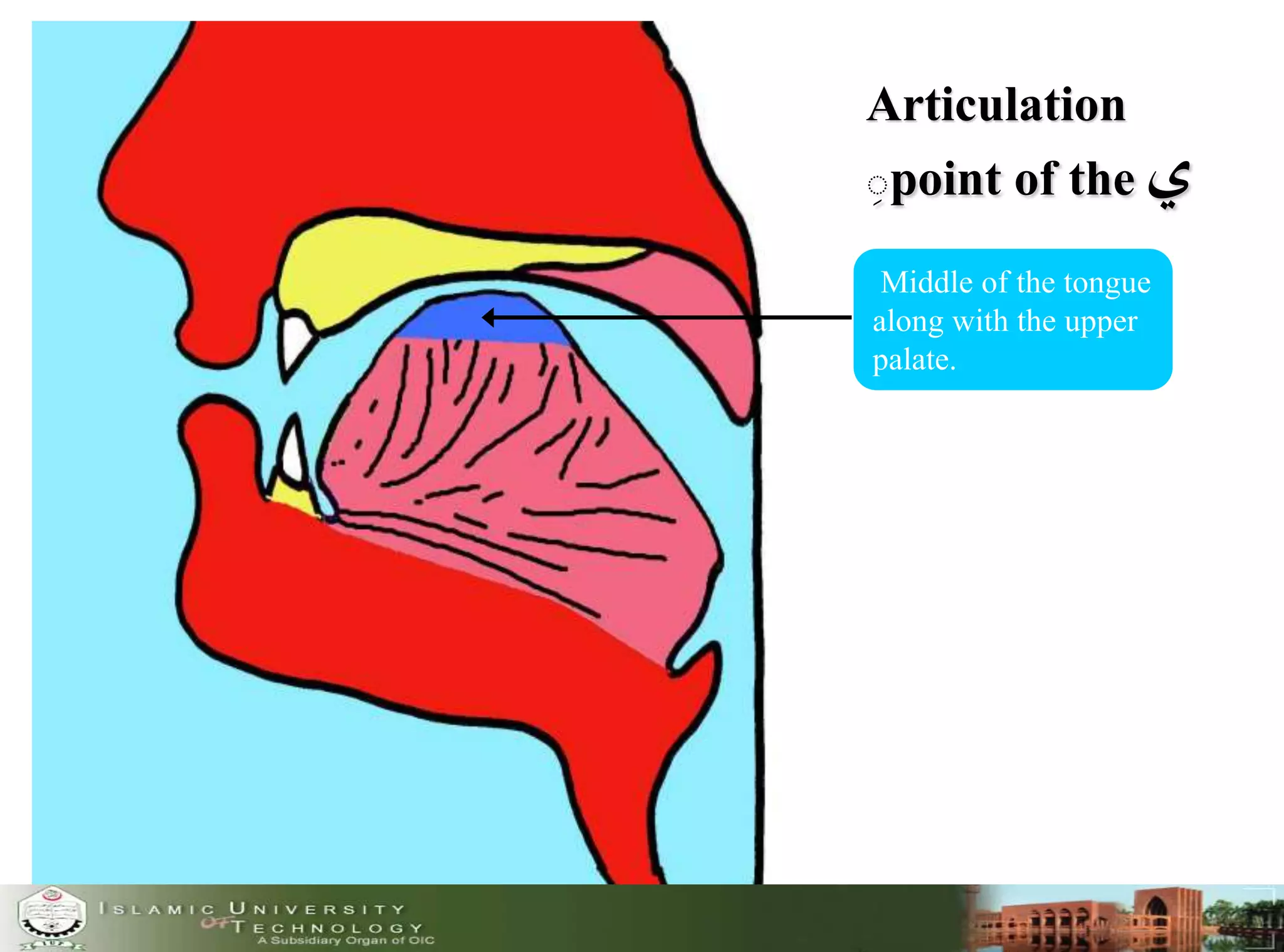 Articulation points of Arabic alphabet | PPTX