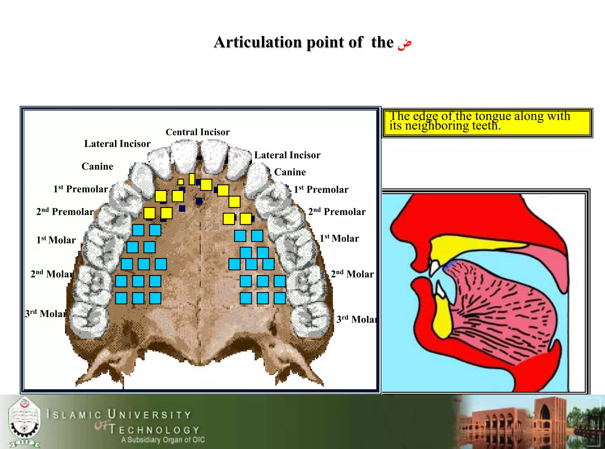 Articulation points of Arabic alphabet | PPTX