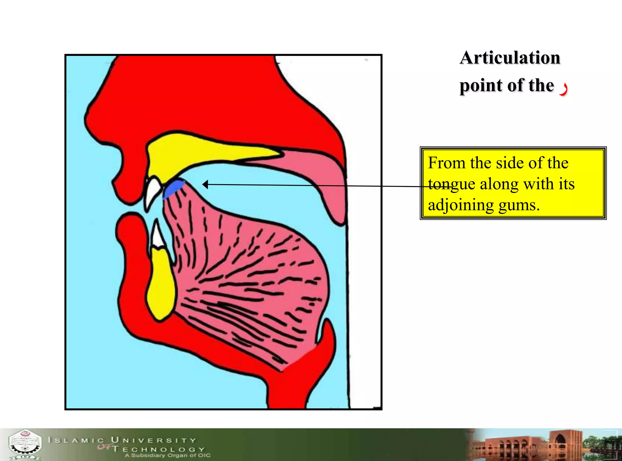 Articulation points of Arabic alphabet | PPTX