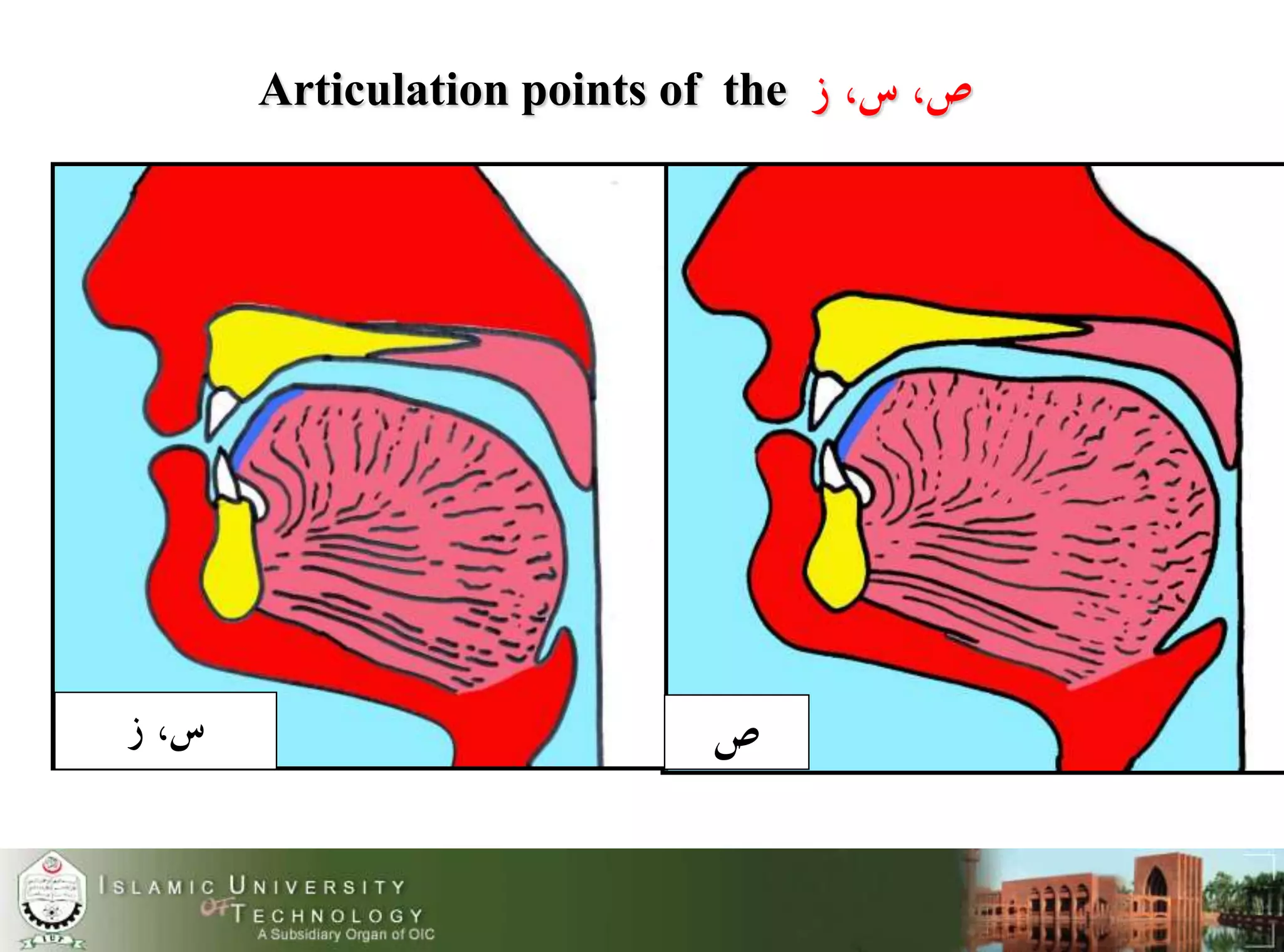 Articulation points of Arabic alphabet | PPTX