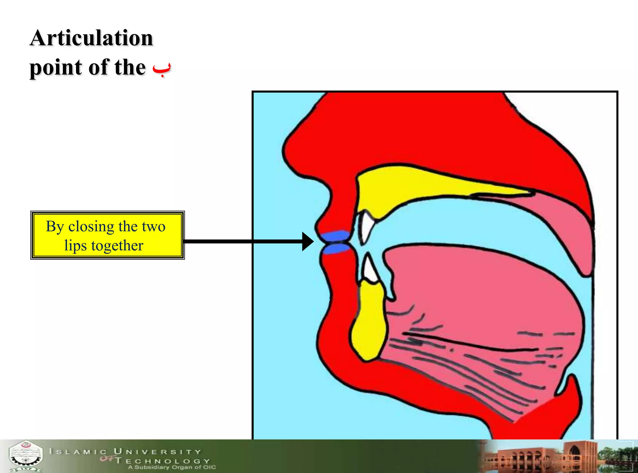Articulation points of Arabic alphabet | PPTX