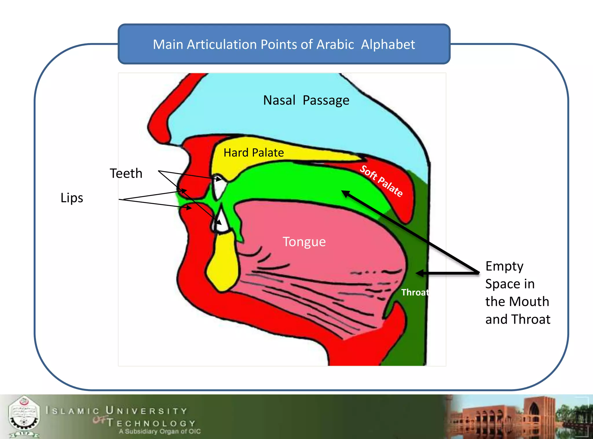 Articulation points of Arabic alphabet | PPTX