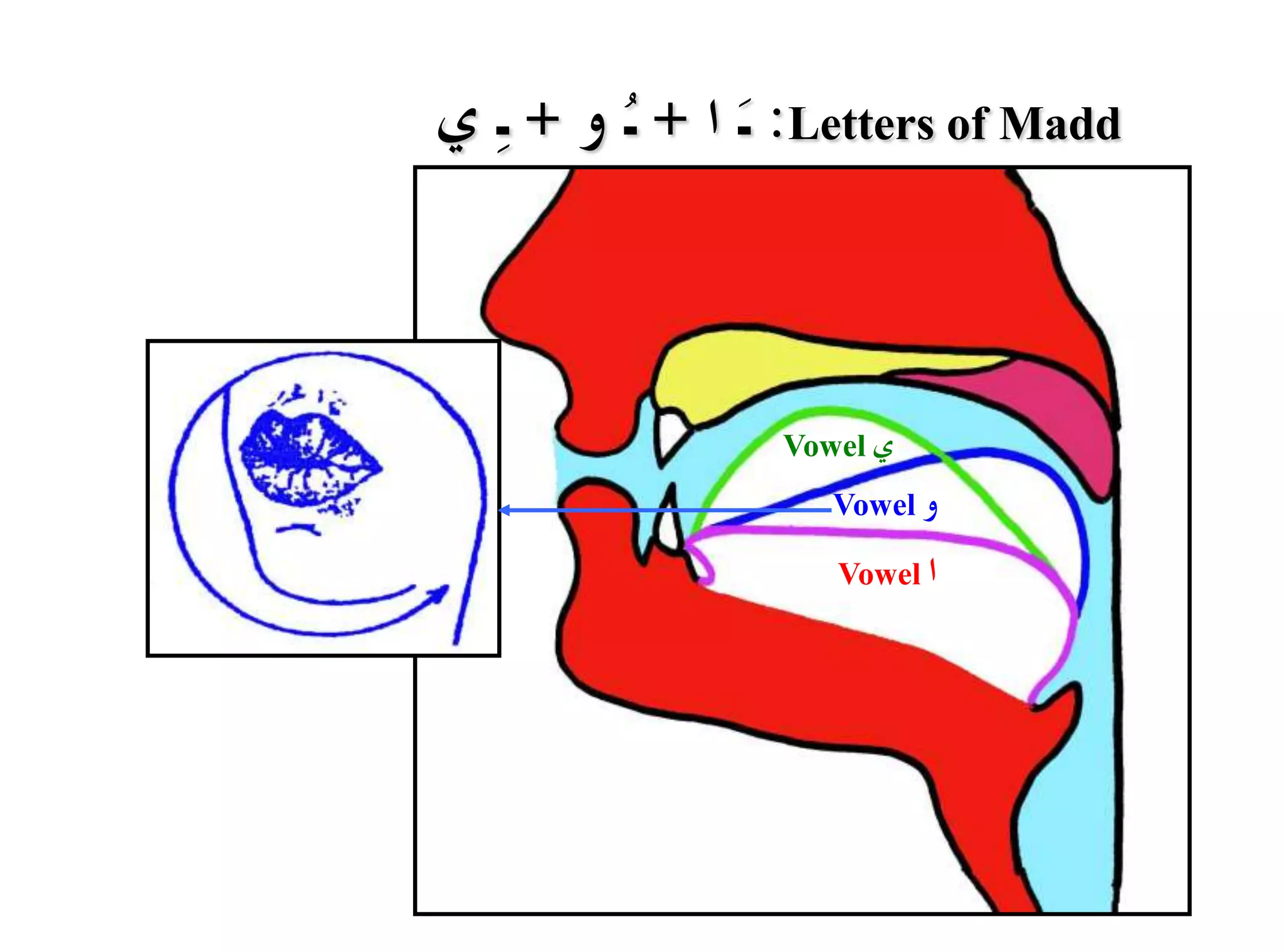 Articulation points of Arabic alphabet | PPTX