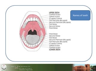 Articulation points of Arabic alphabet | PPTX
