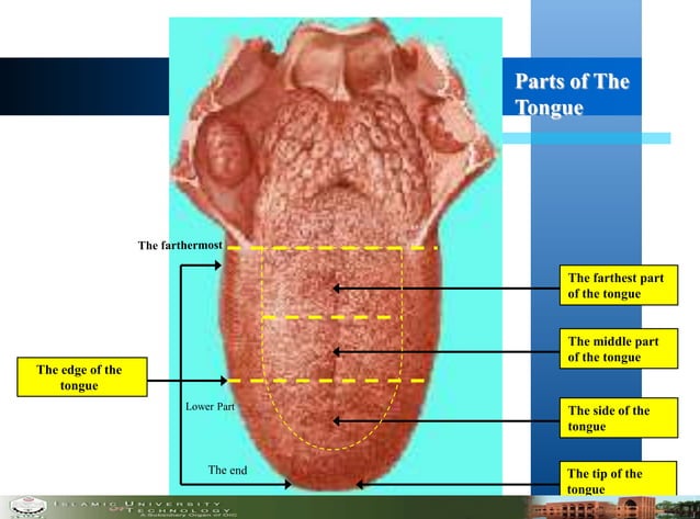 Articulation points of Arabic alphabet | PPTX | Dental Health ...