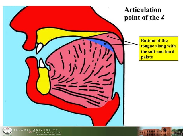 Articulation points of Arabic alphabet | PPTX | Dental Health | Diseases and Conditions