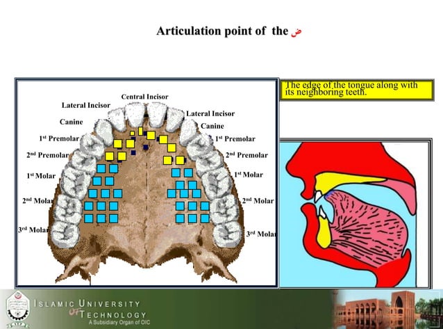 Articulation points of Arabic alphabet | PPTX | Dental Health ...