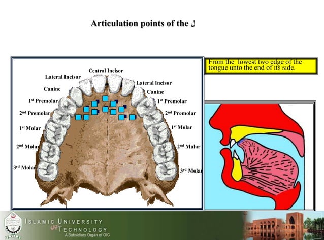 Articulation points of Arabic alphabet | PPTX | Dental Health ...