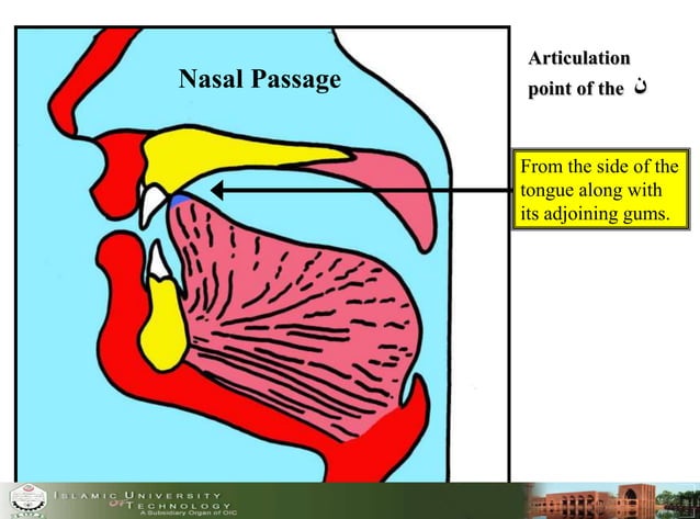 Articulation points of Arabic alphabet | PPTX | Dental Health ...