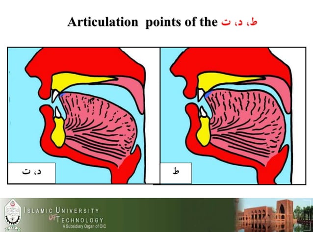 Articulation points of Arabic alphabet | PPTX | Dental Health ...