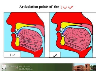 Articulation points of Arabic alphabet | PPTX