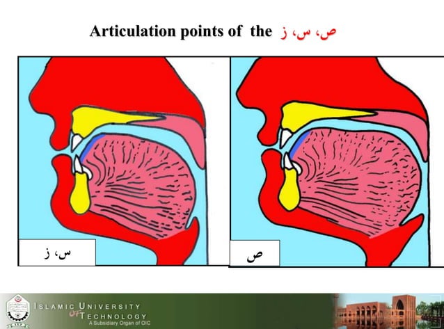 Articulation points of Arabic alphabet | PPTX | Dental Health ...