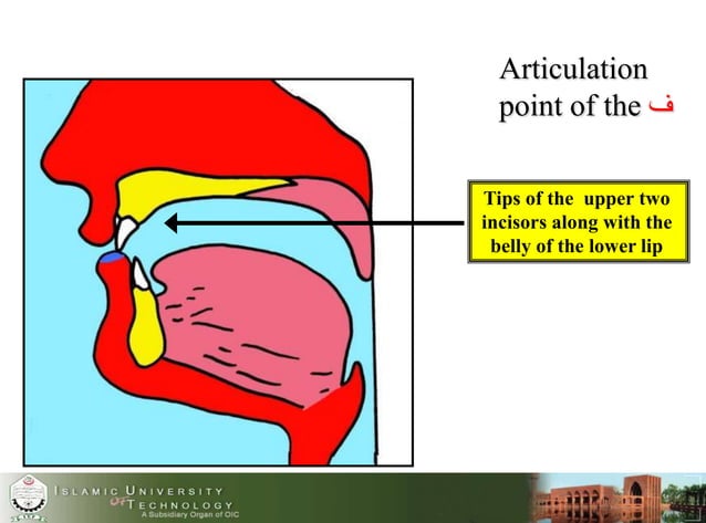 Articulation points of Arabic alphabet | PPT