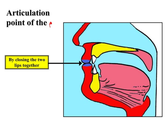 Articulation points of Arabic alphabet | PPTX | Dental Health ...