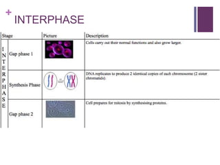 Cell Cycle | PPTX
