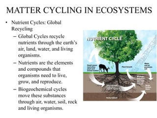 Lesson 2. biogeochemical cycles | PDF