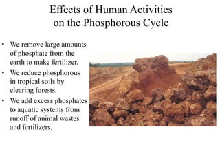 Lesson 2. biogeochemical cycles | PDF