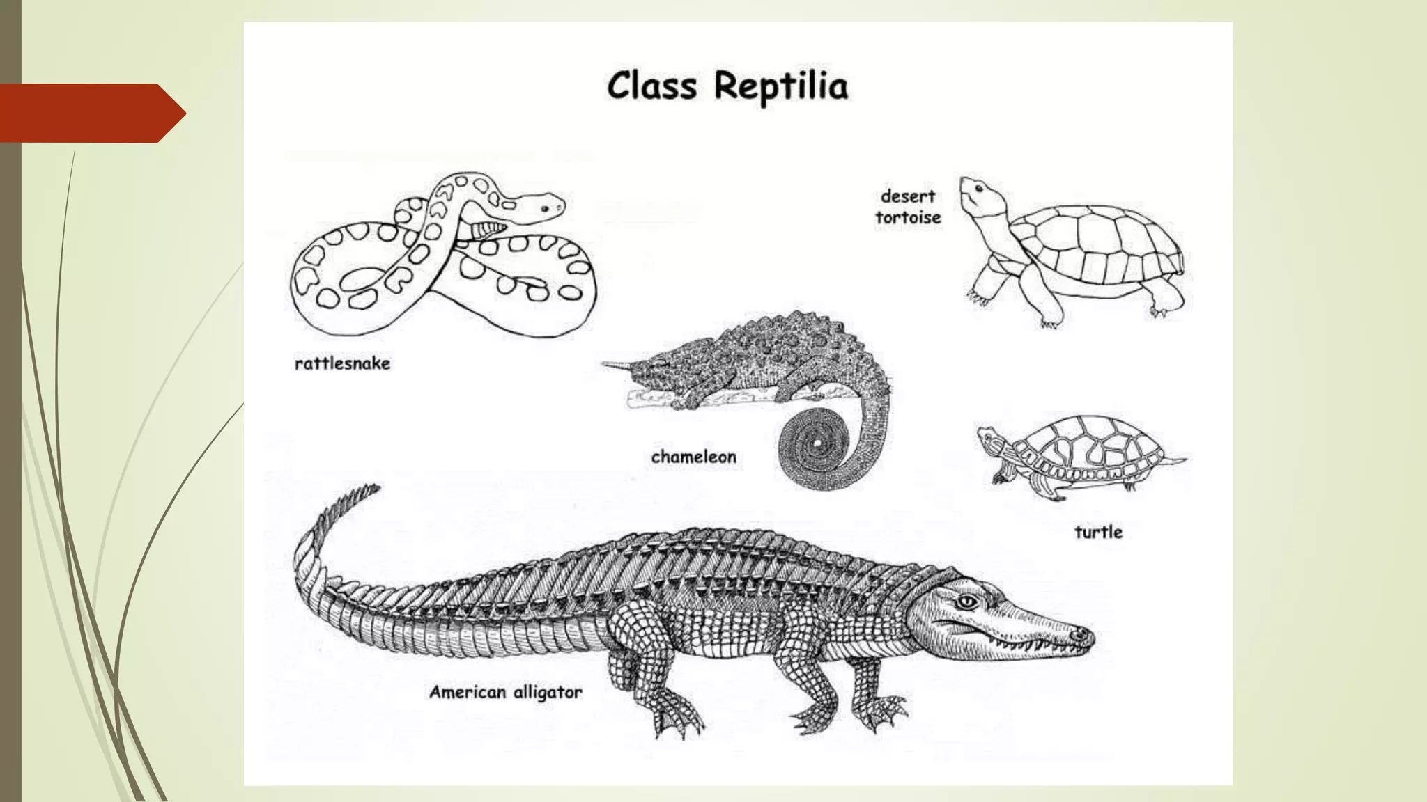 Classification of Animals | PPTX