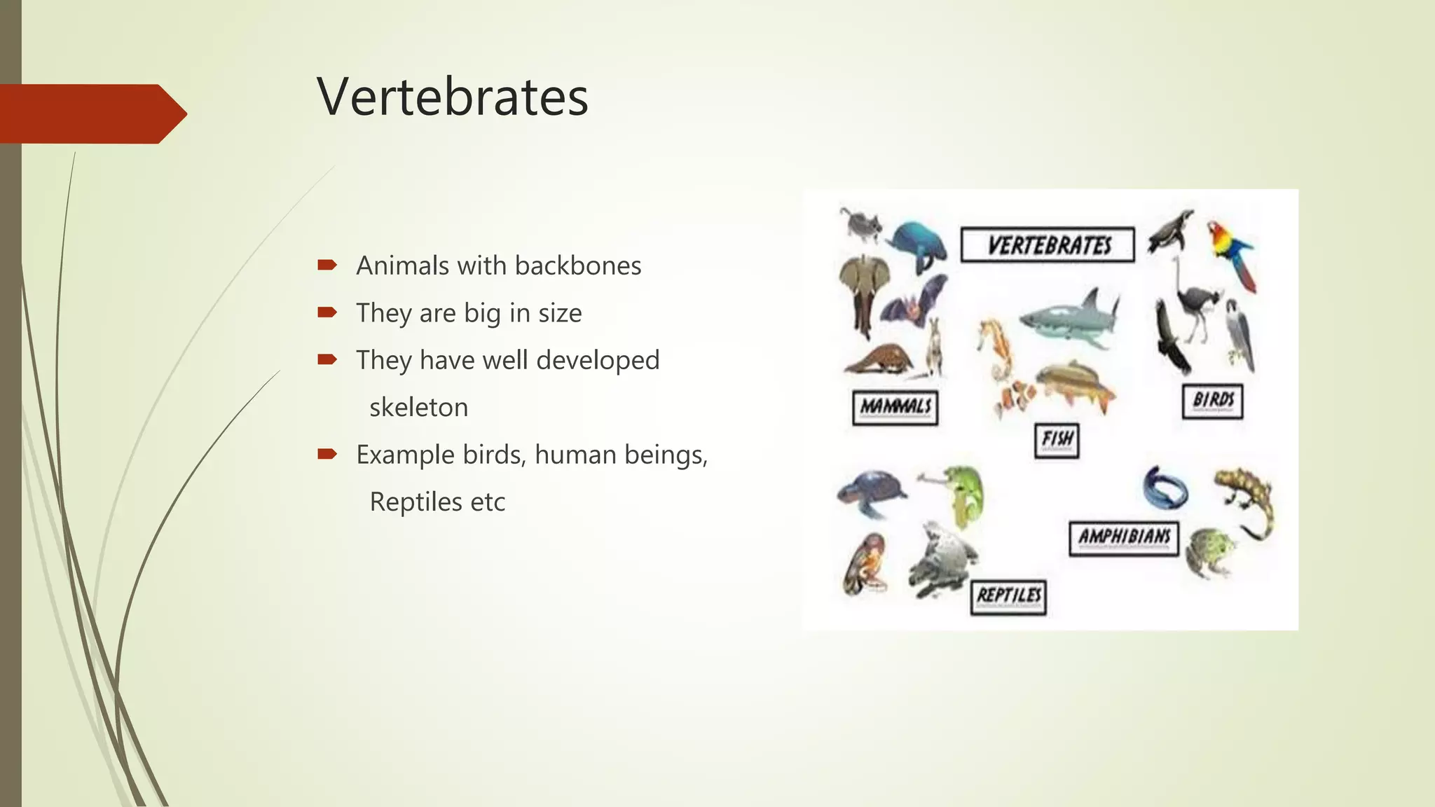Classification of Animals | PPTX | Biological Sciences | Science