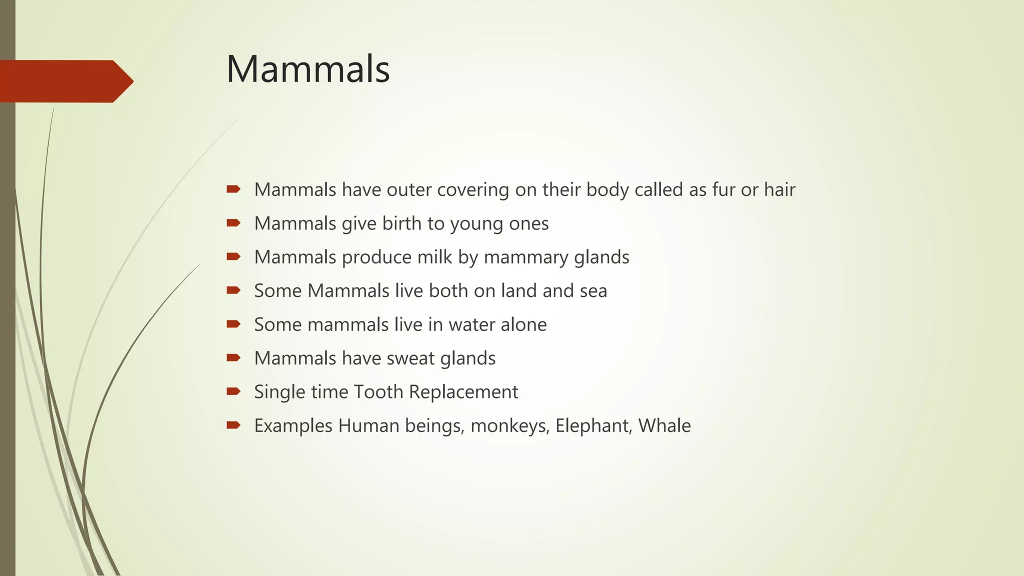 Classification of Animals | PPTX