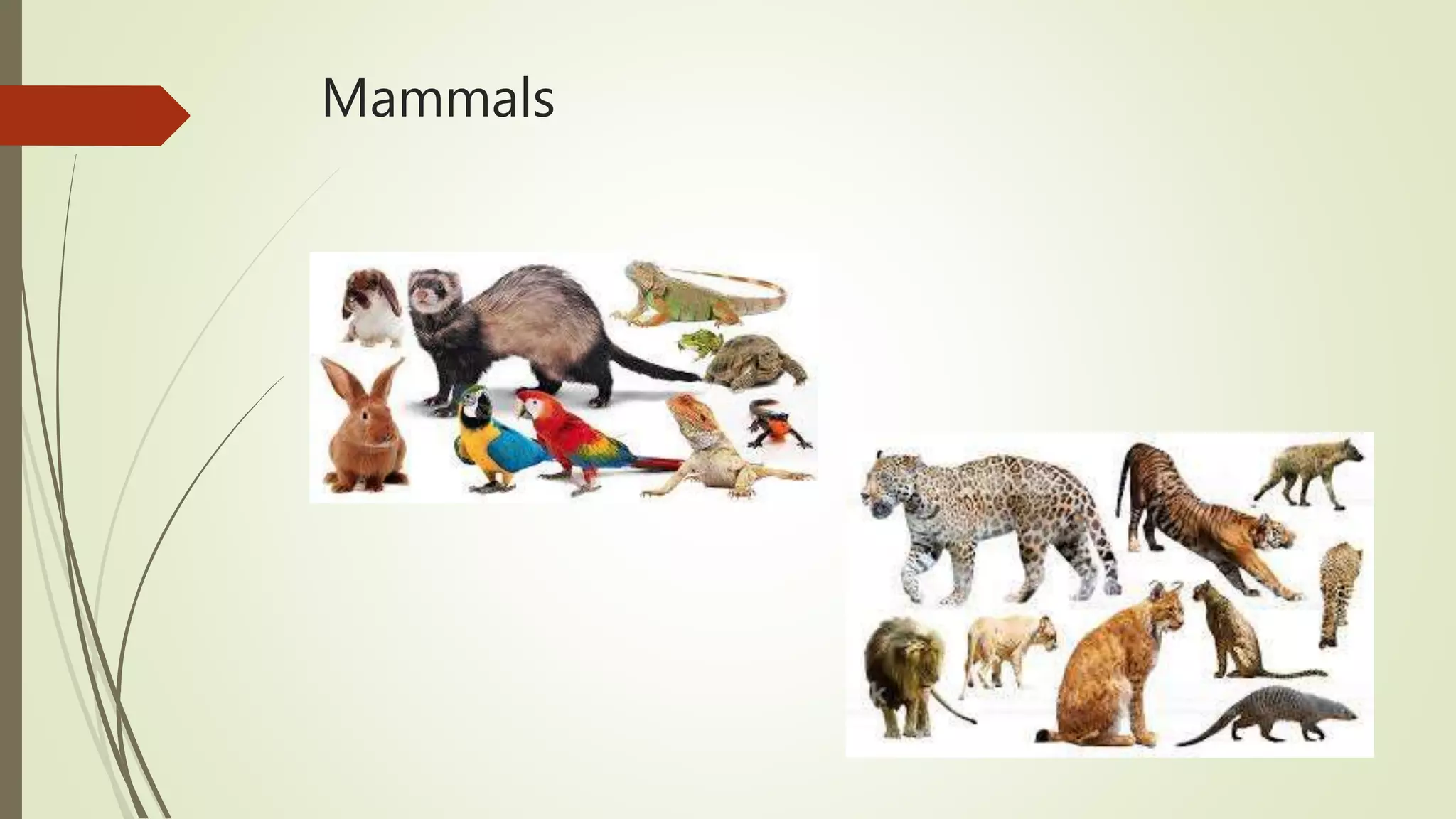 Classification of Animals | PPTX | Biological Sciences | Science