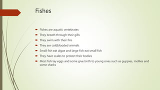 Classification of Animals | PPT