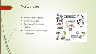 Classification of Animals | PPT