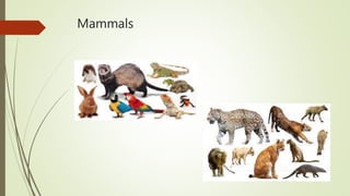 Classification of Animals | PPT