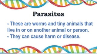 PARASITIC INFECTIONS | PPTX | Infectious Diseases | Diseases and Conditions