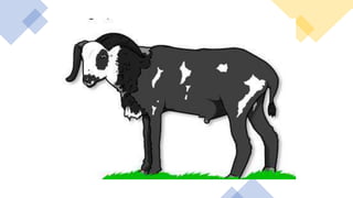 ANIMAL PRODUCTION SMALL RUMINANTS IN GRADE 10 | PPTX