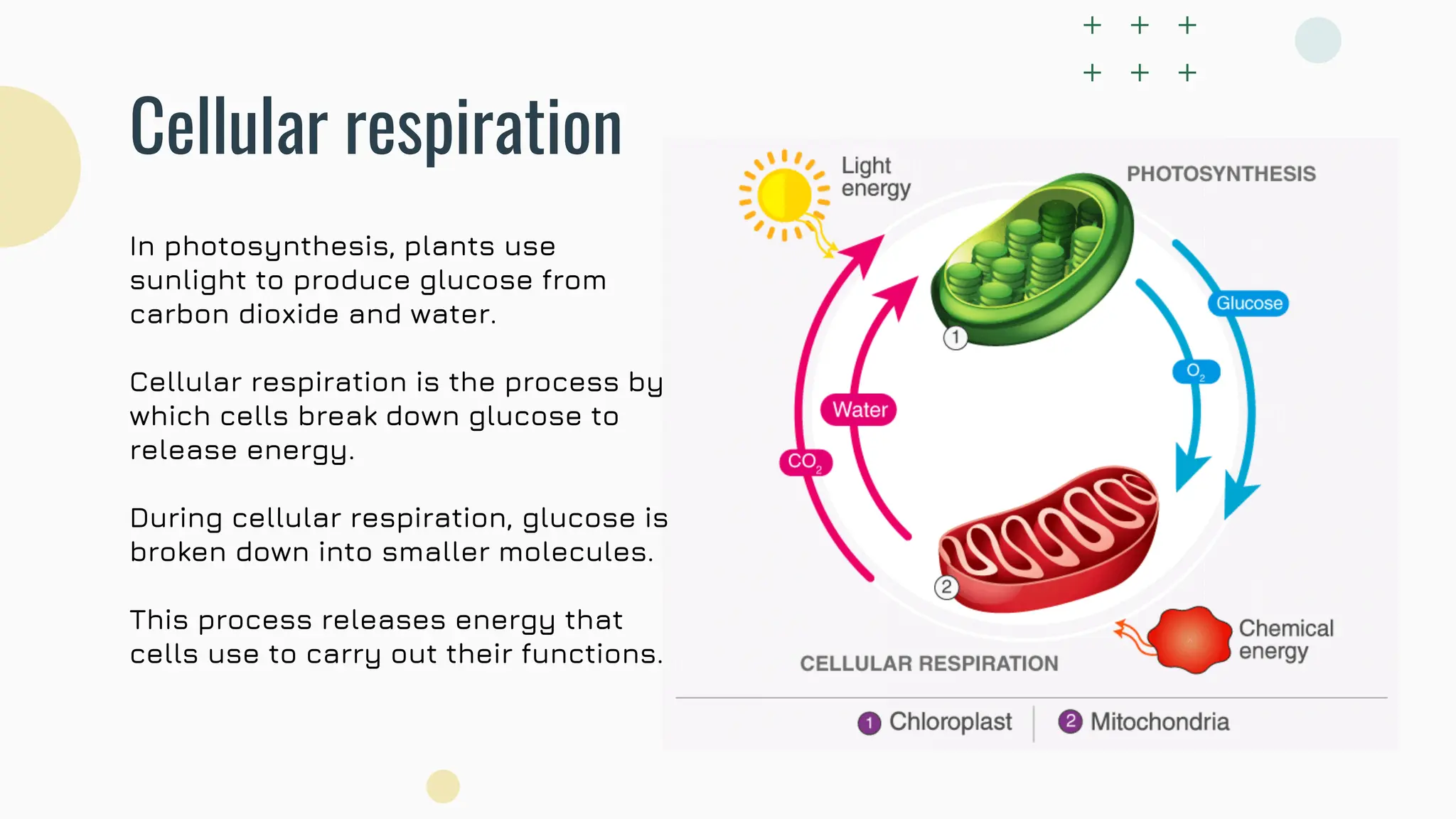Cellular Functions PPT what are cellular functions | PPT