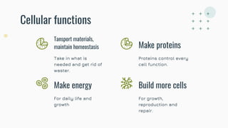 Cellular Functions PPT what are cellular functions | PPT