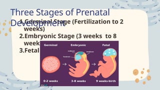 The Stages of Development & Developmental Tasks | PPTX