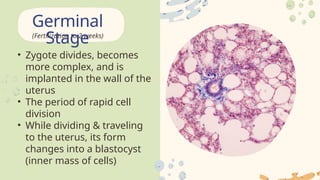 The Stages of Development & Developmental Tasks | PPTX | Pregnancy ...
