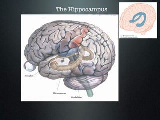 Lesson 2 brain structures involved in memory function 2015 | PPT