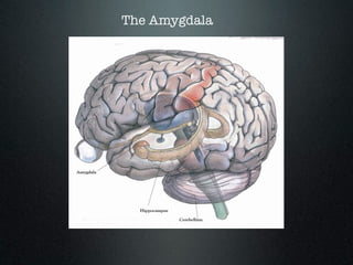 Lesson 2 brain structures involved in memory function 2015 | PPT