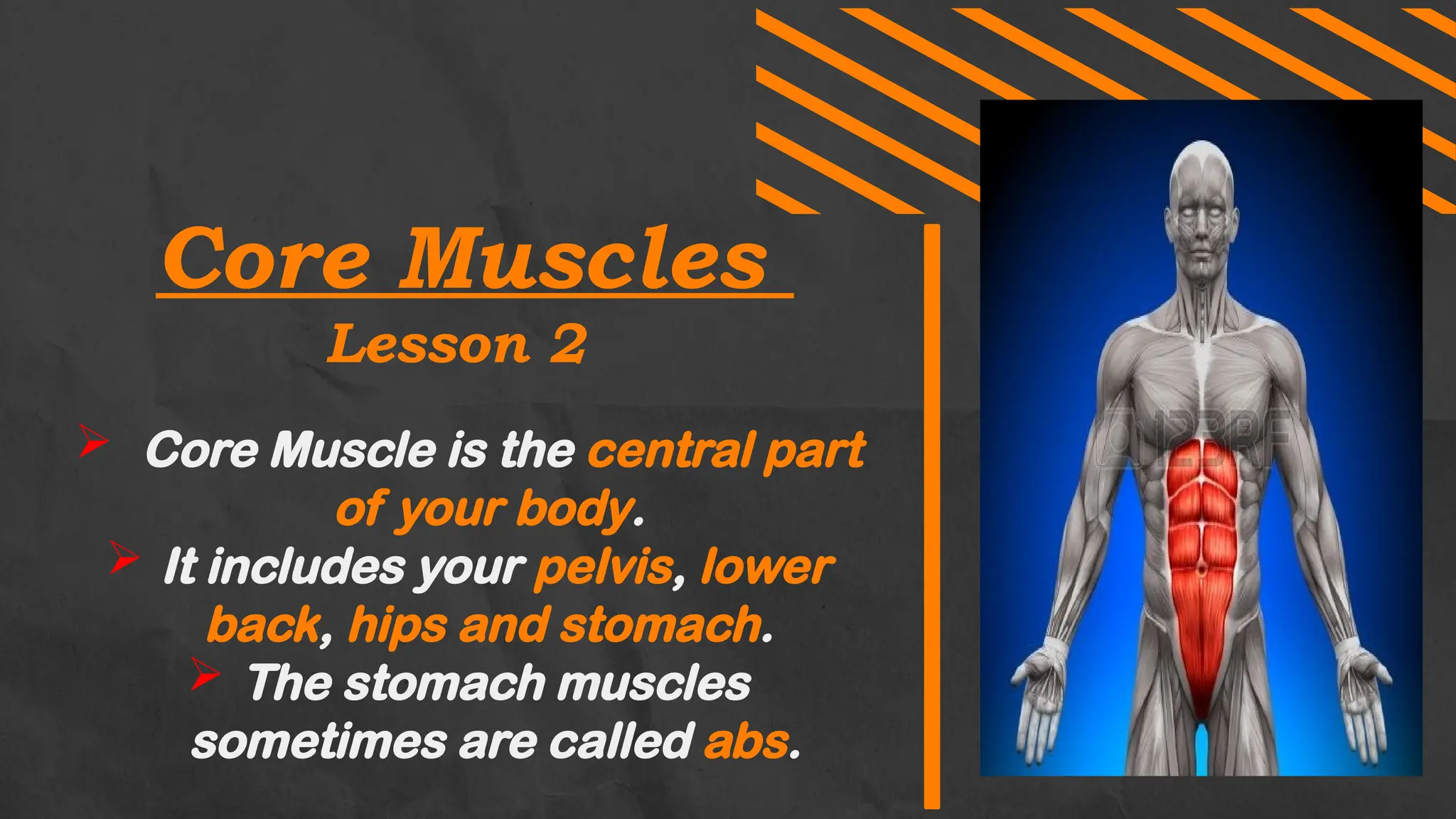 LESSON 2- CORE MUSCLES of the human body | PPTX