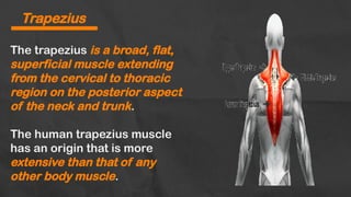 LESSON 2- CORE MUSCLES of the human body | PPTX