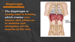 LESSON 2- CORE MUSCLES of the human body | PPTX