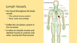 Function of the Lymphatic System (1) (4).pptx