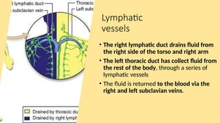 Function of the Lymphatic System (1) (4).pptx