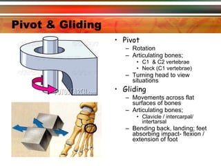 Lesson 2 joints | PPT