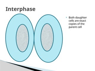 Mitosis and meiosis revision and recap session | PPT
