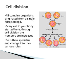 Mitosis and meiosis revision and recap session | PPT