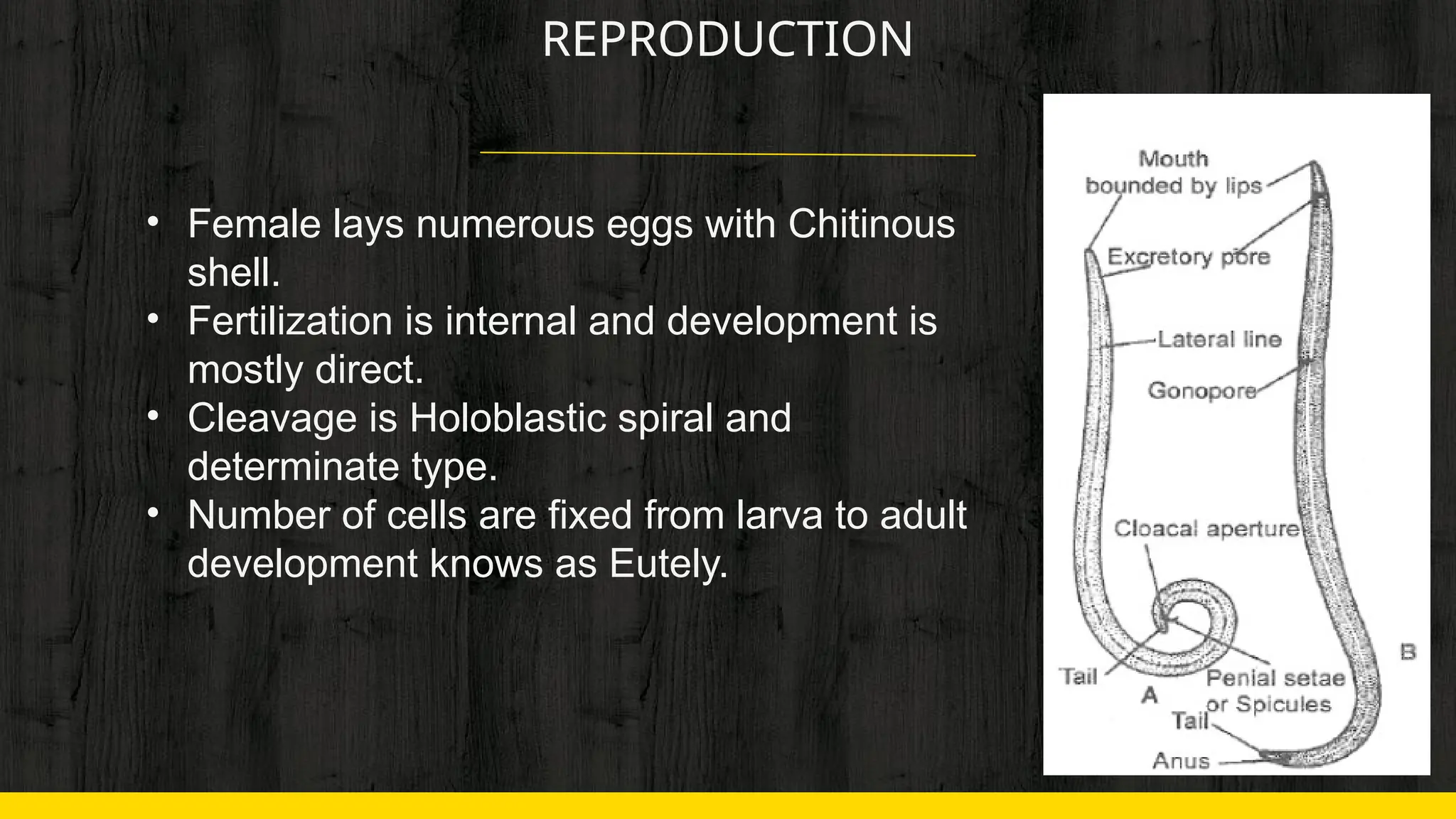 Lesson 2 - Phylum Aschelminthes for high school.pptx