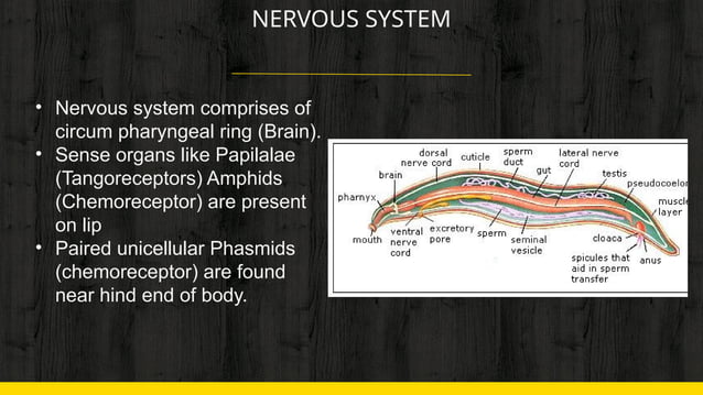 Lesson 2 - Phylum Aschelminthes for high school.pptx